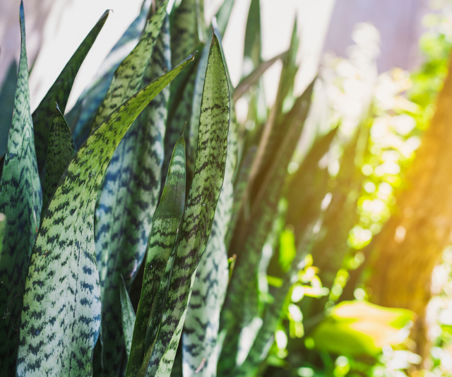 10 child-friendly indoor plants for your home | Bounty Parents