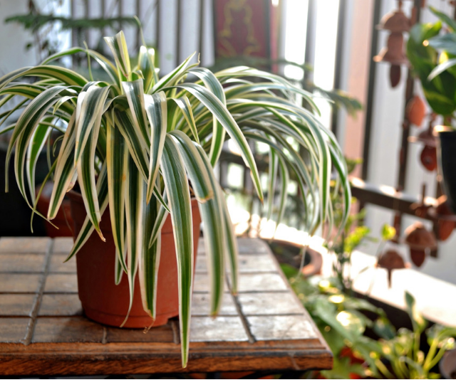 10 child-friendly indoor plants for your home | Bounty Parents