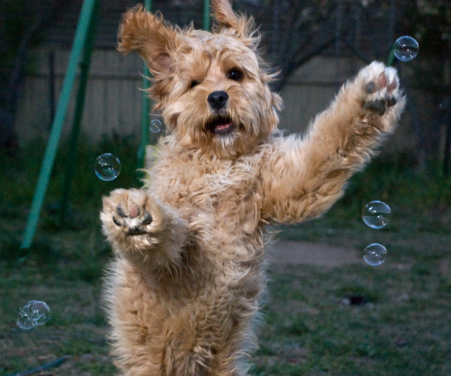 10 Child friendly dog breeds to know about | Bounty Parents