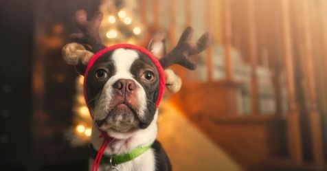 10 of the best Christmas presents for dogs | Bounty Parents