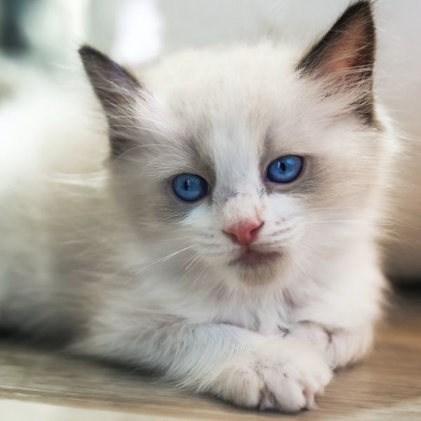 The top three child-friendly cat breeds, according to an animal ...
