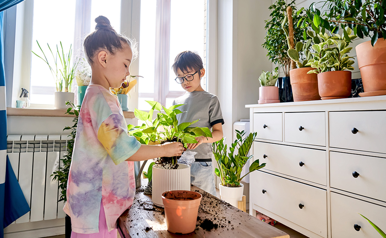 Child-friendly indoor plants for your home | Bounty Parents C