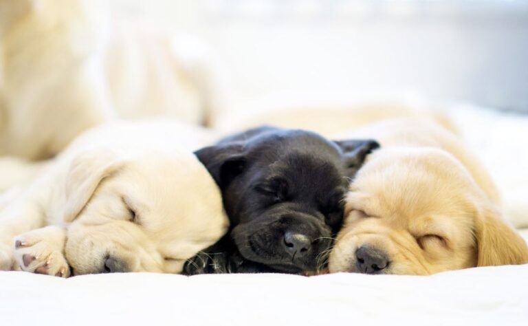 A one-day only puppy cafe is popping up in Melbourne | Bounty Parents